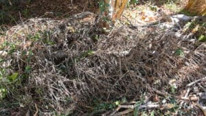 Can you Compost Pine Needles? How to compost pine needles successfully ...