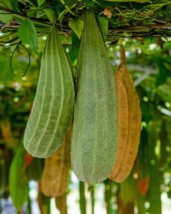 How to Plant and Grow Luffa from Seed - Together Time Family