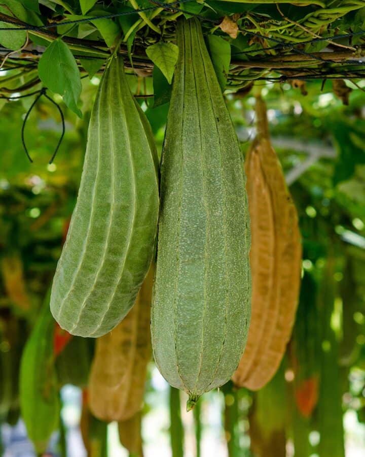 How to Plant and Grow Luffa from Seed - Together Time Family