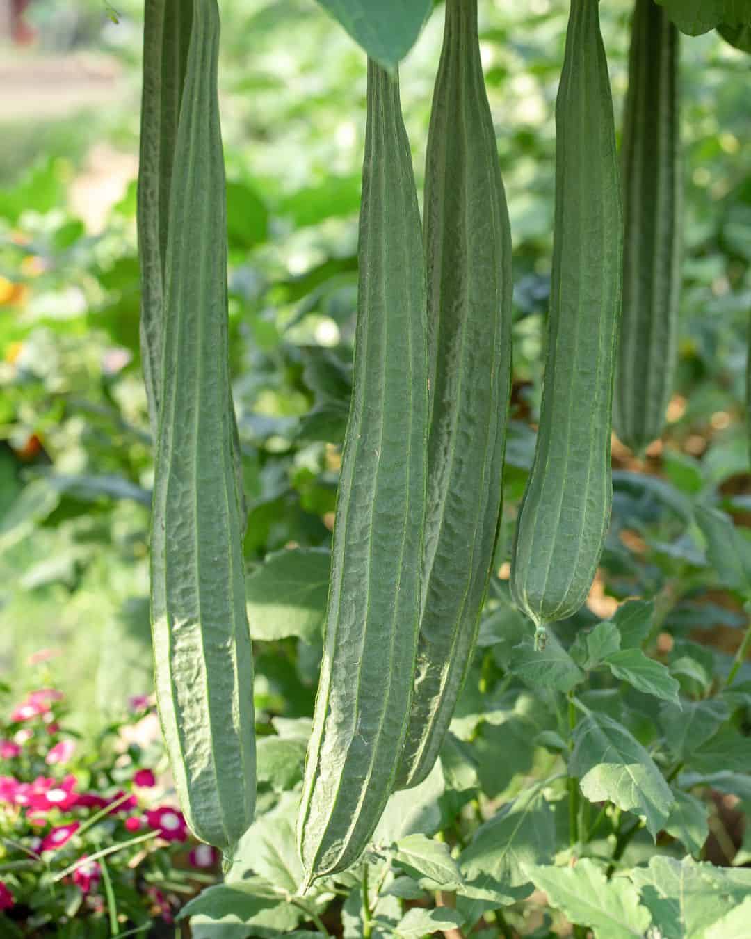 How to Plant and Grow Luffa from Seed - Together Time Family