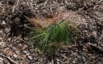 Can you Compost Pine Needles? How to compost pine needles successfully ...