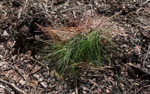Can you Compost Pine Needles? How to compost pine needles successfully ...