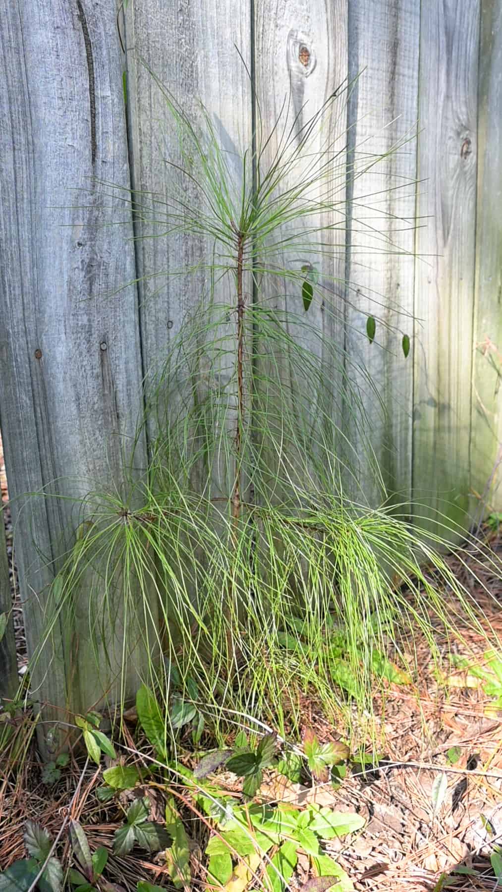 Can you Compost Pine Needles? How to compost pine needles successfully ...