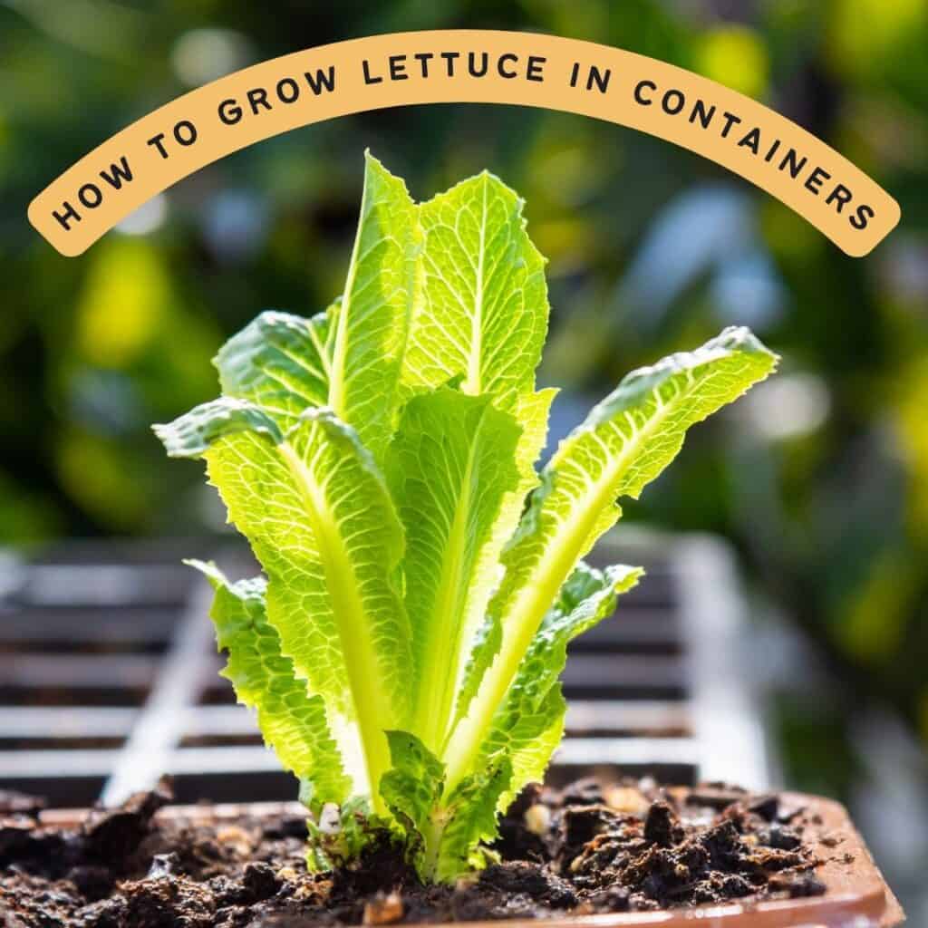 Growing Lettuce in Containers - Together Time Family